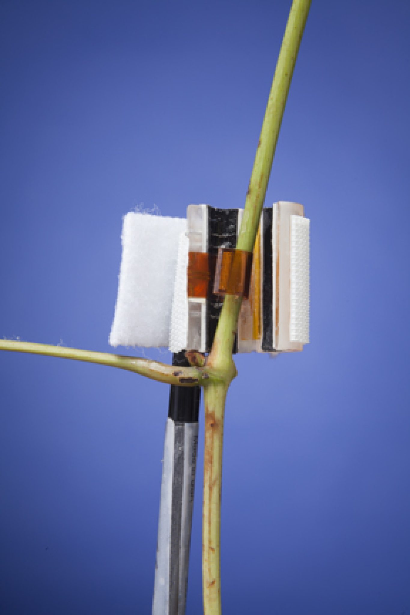Transpiration Sap Flow – Dynagage Sap Flow Sensors – Labquipasia