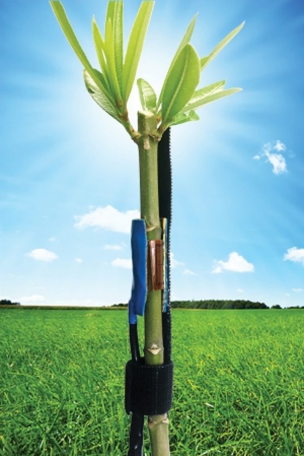 Transpiration Sap Flow – SGDC sap flow sensor – Labquipasia